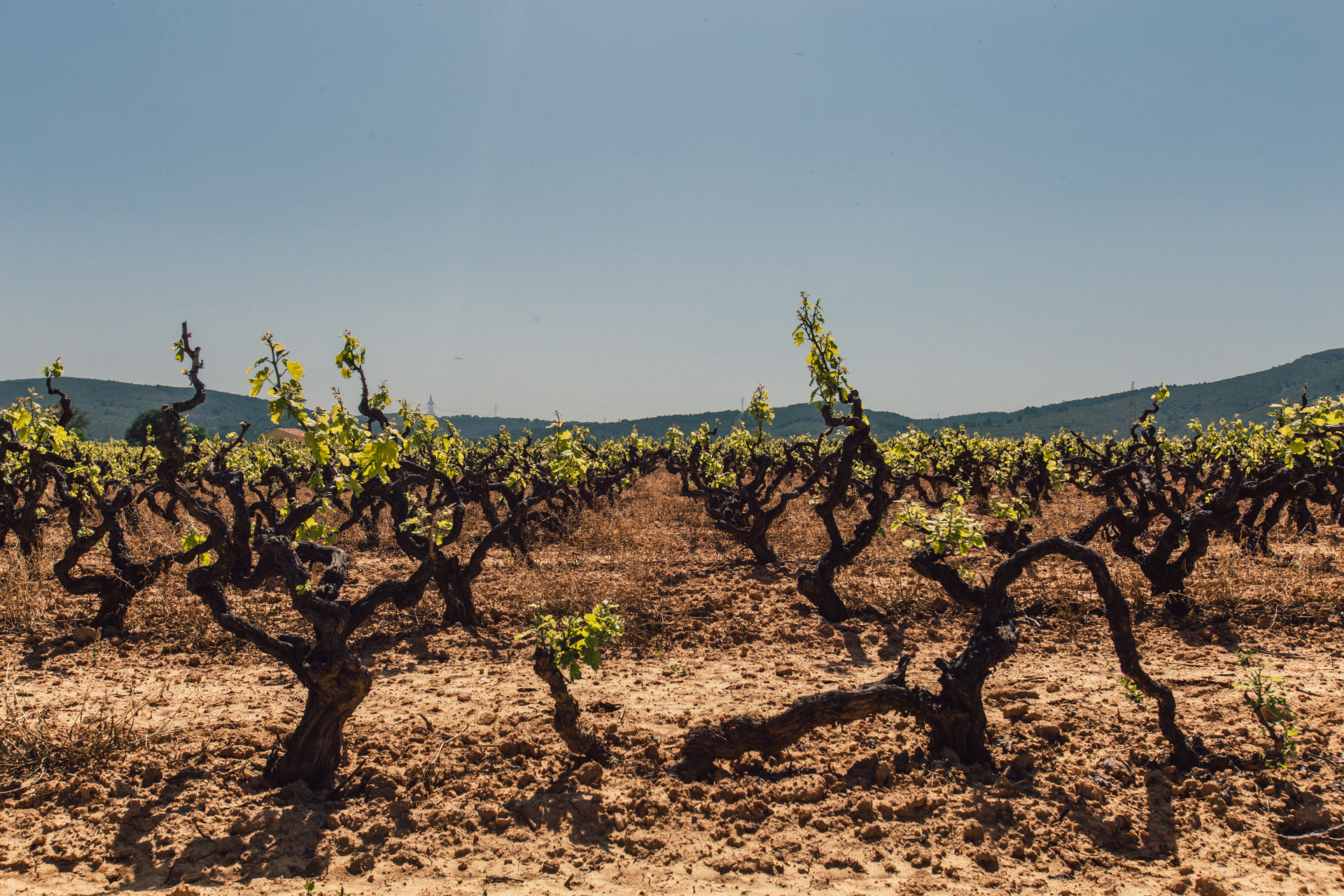 Vieilles Vignes - What Are "Old Vines" All About?